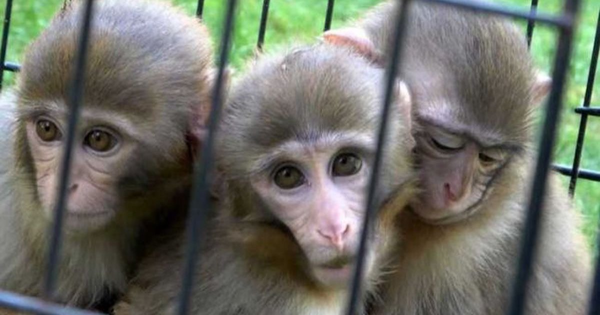 VIDEO | Monos rescatados sorprenden al no dejar de abrazar a su hermano ...